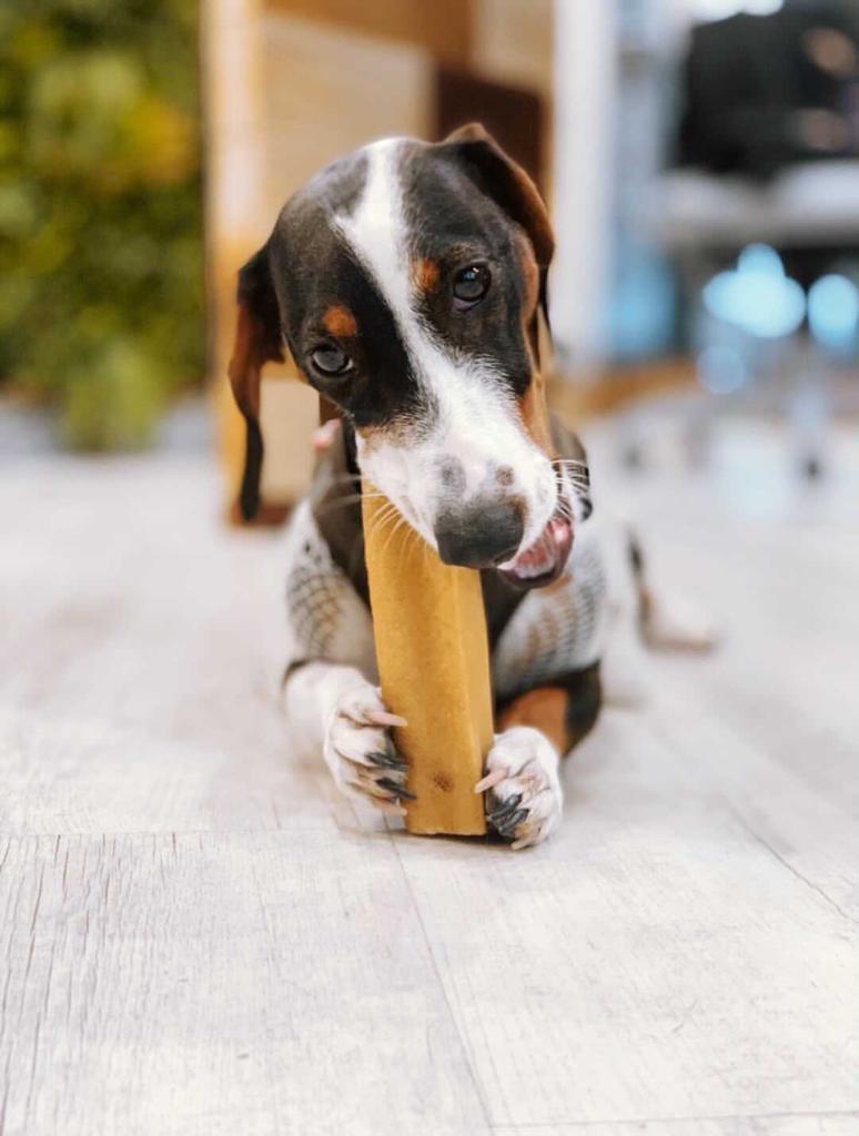 La masticación en nuestras mascotas – Naturgold